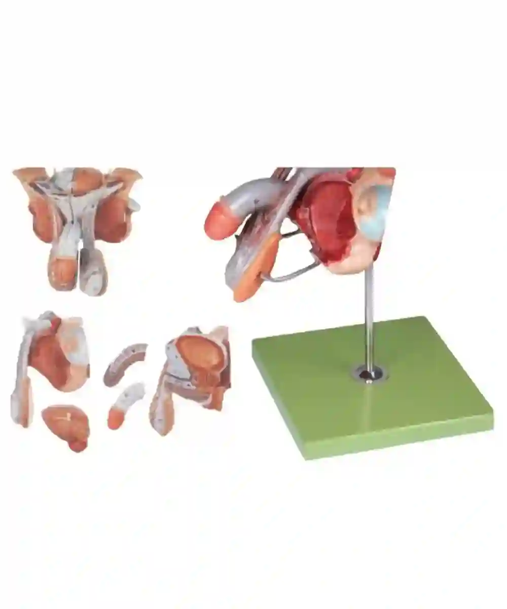 Male Genital Organs - TeachingNest