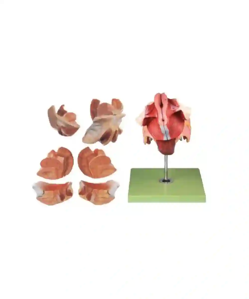 Female Genital Organs - TeachingNest