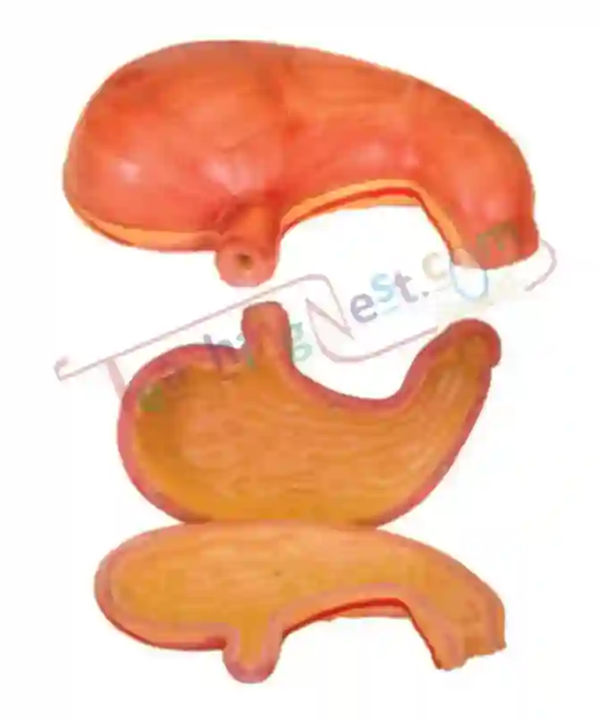 Stomach Model - TeachingNest