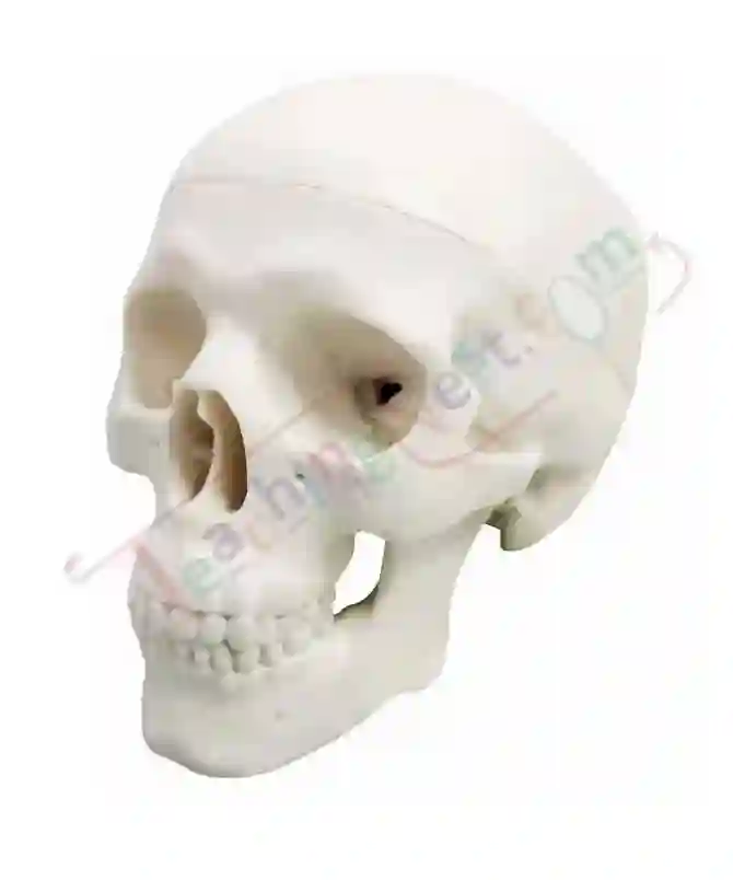 Miniature Skull Model PVC - TeachingNest
