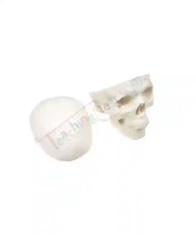 Miniature Skull Model PVC - TeachingNest