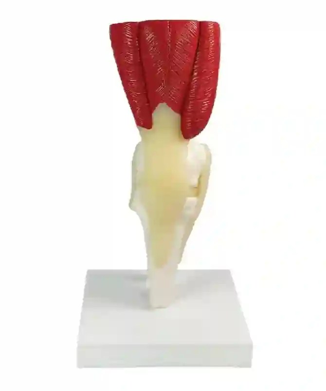 Knee Joint Model Deluxe with Muscles & Ligaments - TeachingNest