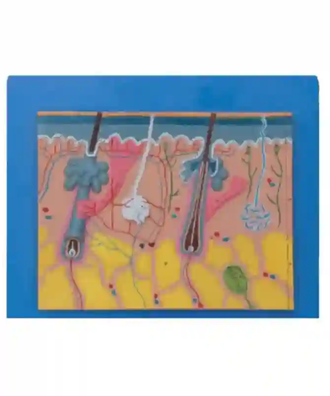 Human Skin - TeachingNest