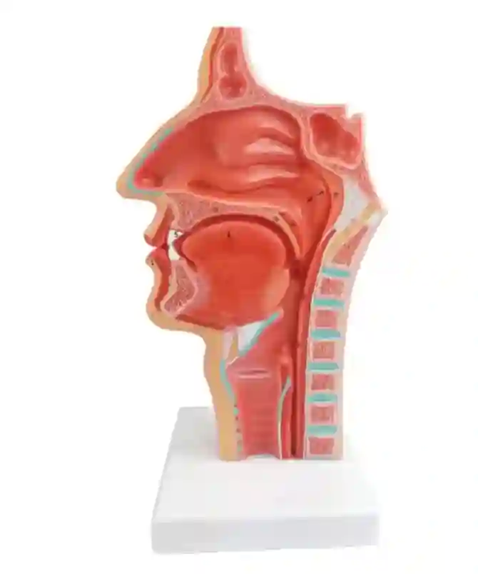 Nasal Oral Cavity Model, Sagittal Section - TeachingNest