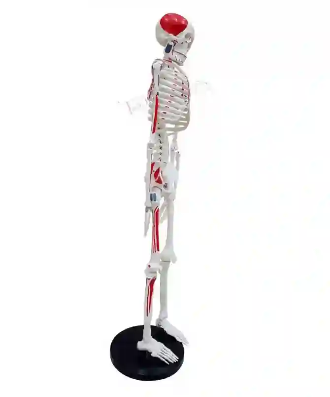 Human Skeleton Model 85 cm Numbered - TeachingNest