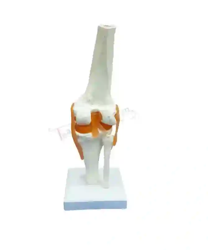 Knee Joint Model Flexible - TeachingNest