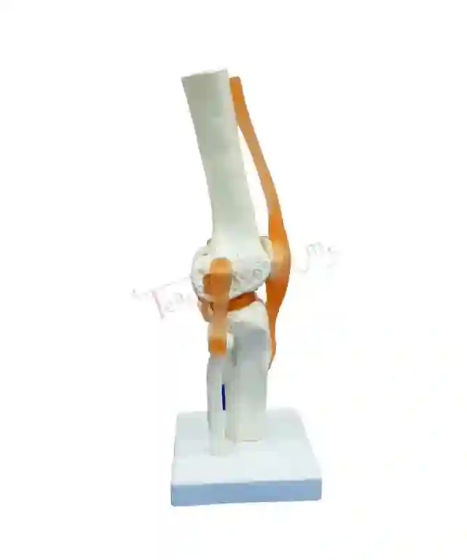 Knee Joint Model Flexible - TeachingNest